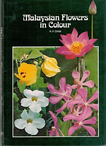 Malaysian Lotus Flower | Best Flower Site